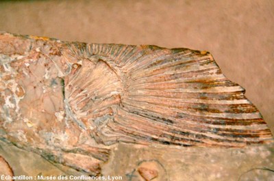 301-sarcopterygiens-Cerin-01.jpg — Planet-Terre