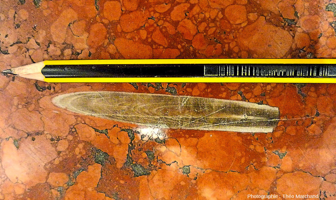 597-belemnite-phragmocone-03.jpg — Planet-Terre