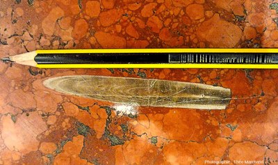 597-belemnite-phragmocone-03.jpg — Planet-Terre