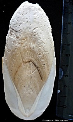 597-belemnite-phragmocone-10-br.jpg — Planet-Terre