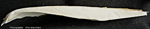 597-belemnite-phragmocone-13-br.jpg