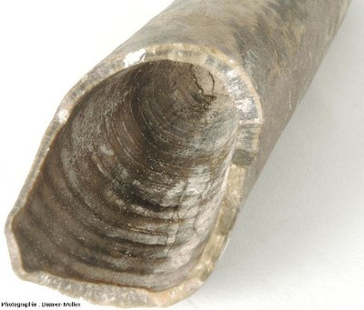 597-belemnite-phragmocone-22-br.jpg — Planet-Terre