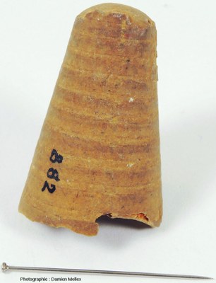 597-belemnite-phragmocone-23.jpg — Planet-Terre